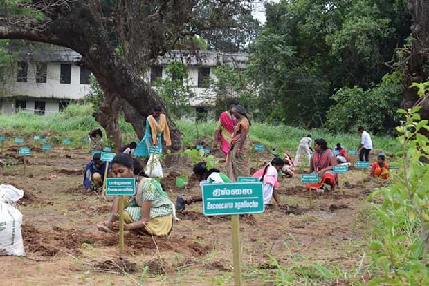 Nature group plants 174 traditional paddy varieties to mark Nel ...