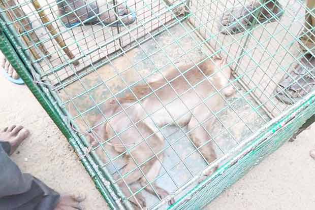 People relieved as rogue monkey caught in Thennalakudi