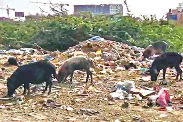 Citizen Connect: Pallavaram residents a mute witness to pig menace