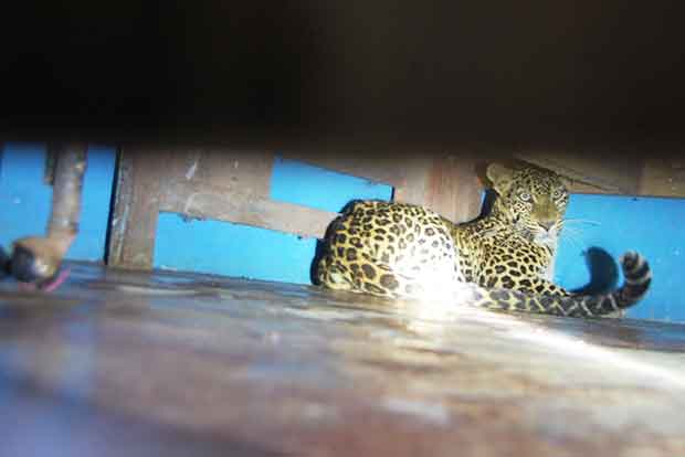 Panic after leopard enters house in Nilgiris