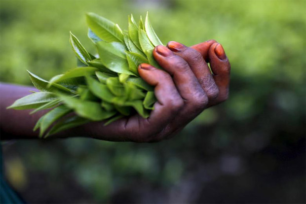 Tea Board initiates separate platform for Assam Tea