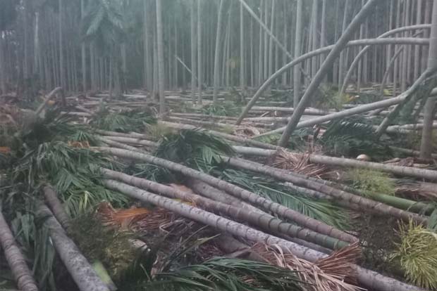 Rains, strong winds uproot trees in Perambalur