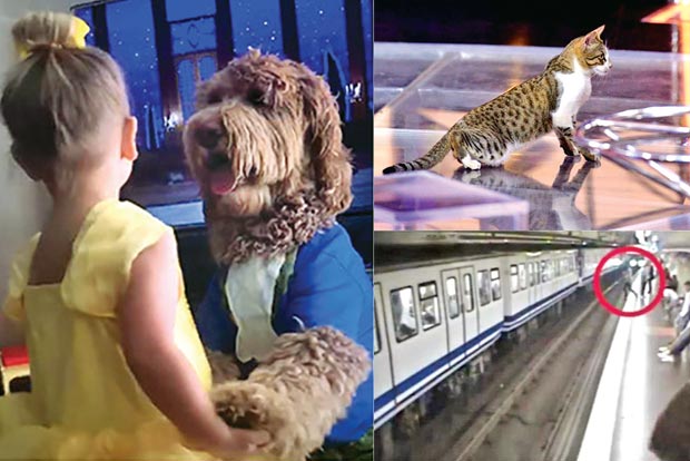 Trending in TN: Image of cat on sets of KBC season 11, woman distracted by phone falling on to ...