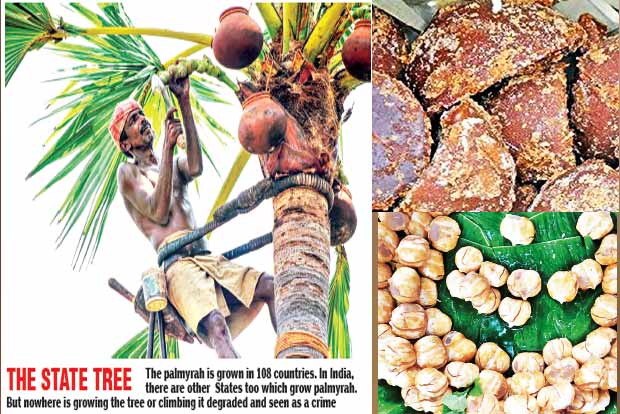 Trying to restore palmyrah’s pride