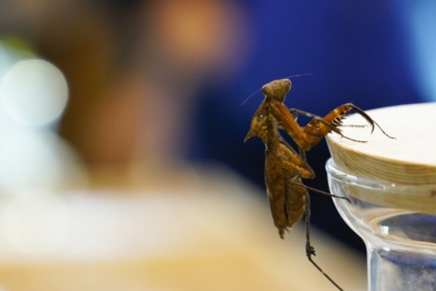 High-tech tracker developed to track tiny animals