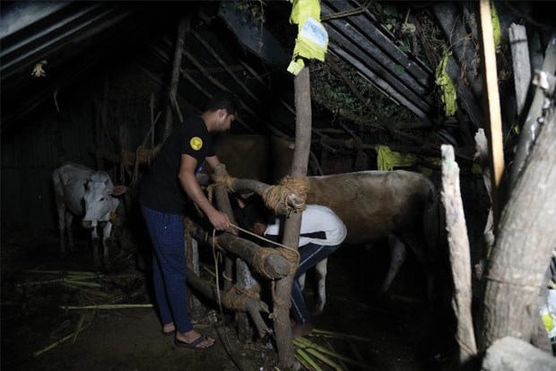 4 cows, 2 calves rescued from illegal slaughterhouse