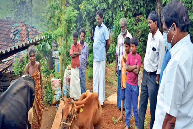 Free milch cows die in Nilgiris, probe on