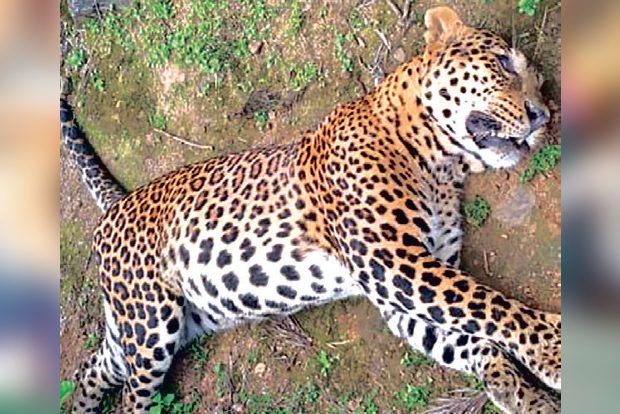 Projectile found in male leopard’s carcass in Nilgiris