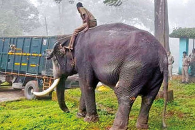 3 kumkis deployed in Nilgiris to check attacks