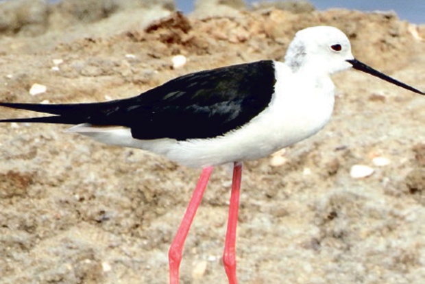 Kumari records low bird population arrival this winter