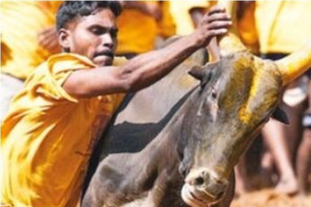Madras High Court: Ensure only native bull breeds allowed in jallikattu
