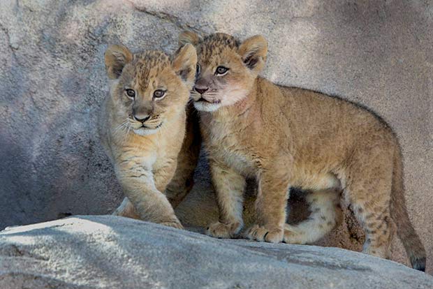 Two new lion cubs at Denver zoo