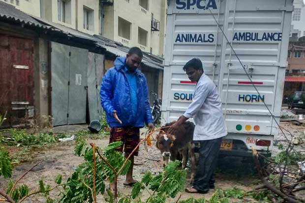 Rescuing animals poses a challenge for volunteers