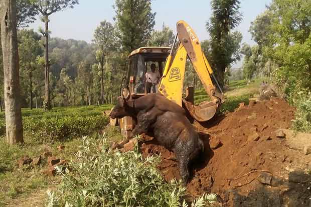 Earthmover to rescue of ‘trapped’ gaur
