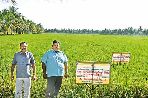 TNAU develops high-yield paddy variety that is resistant to drought, floods