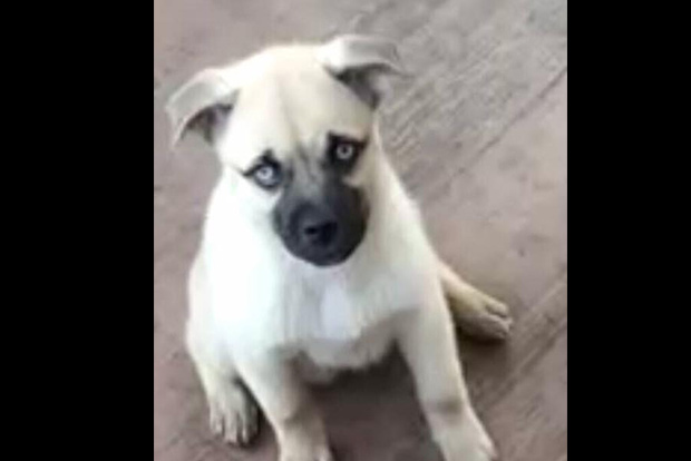 Female ‘dognapper’ has exotic breed owners in a panic