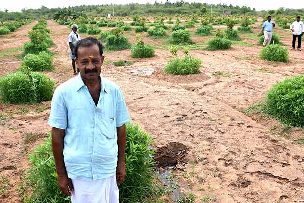 High density farming yields good response from Madurai farmers