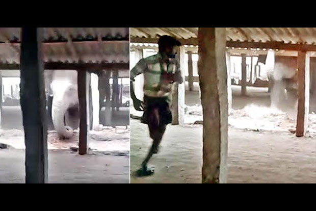 Stone attack by workers angers jumbo in Kovai kiln