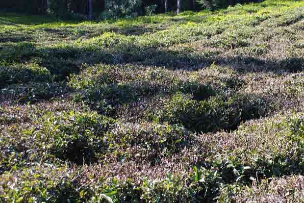 Severe frost in The Nilgiris, tea leaves wither in several acres